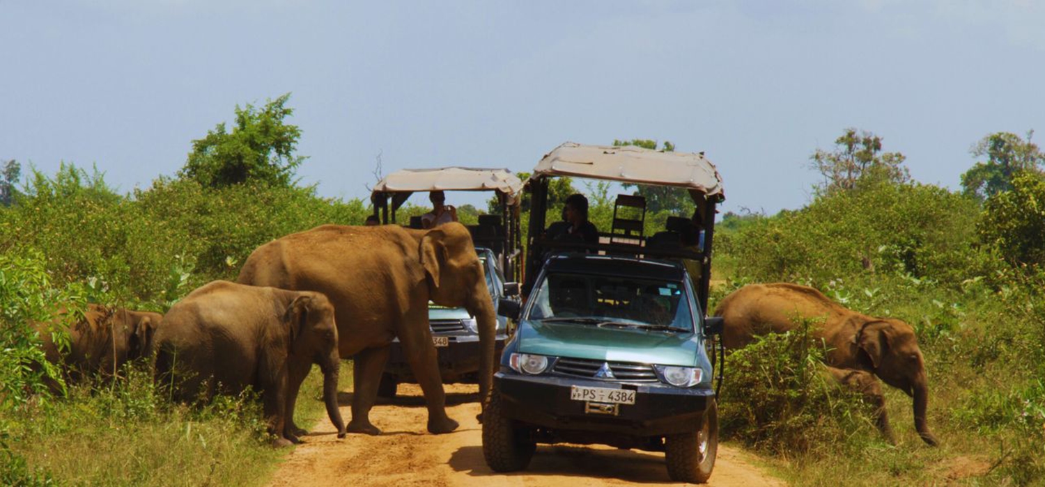 Excursion 1 - One-day excursion tour in Ella, Sri Lanka - Dream Master ...